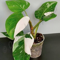 Jual Philodendron White Princess / Tanaman Hias Philo White Princess ...