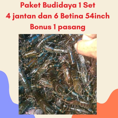 Jual PAKET BUDIDAYA LOBSTER 4 inch | Shopee Indonesia