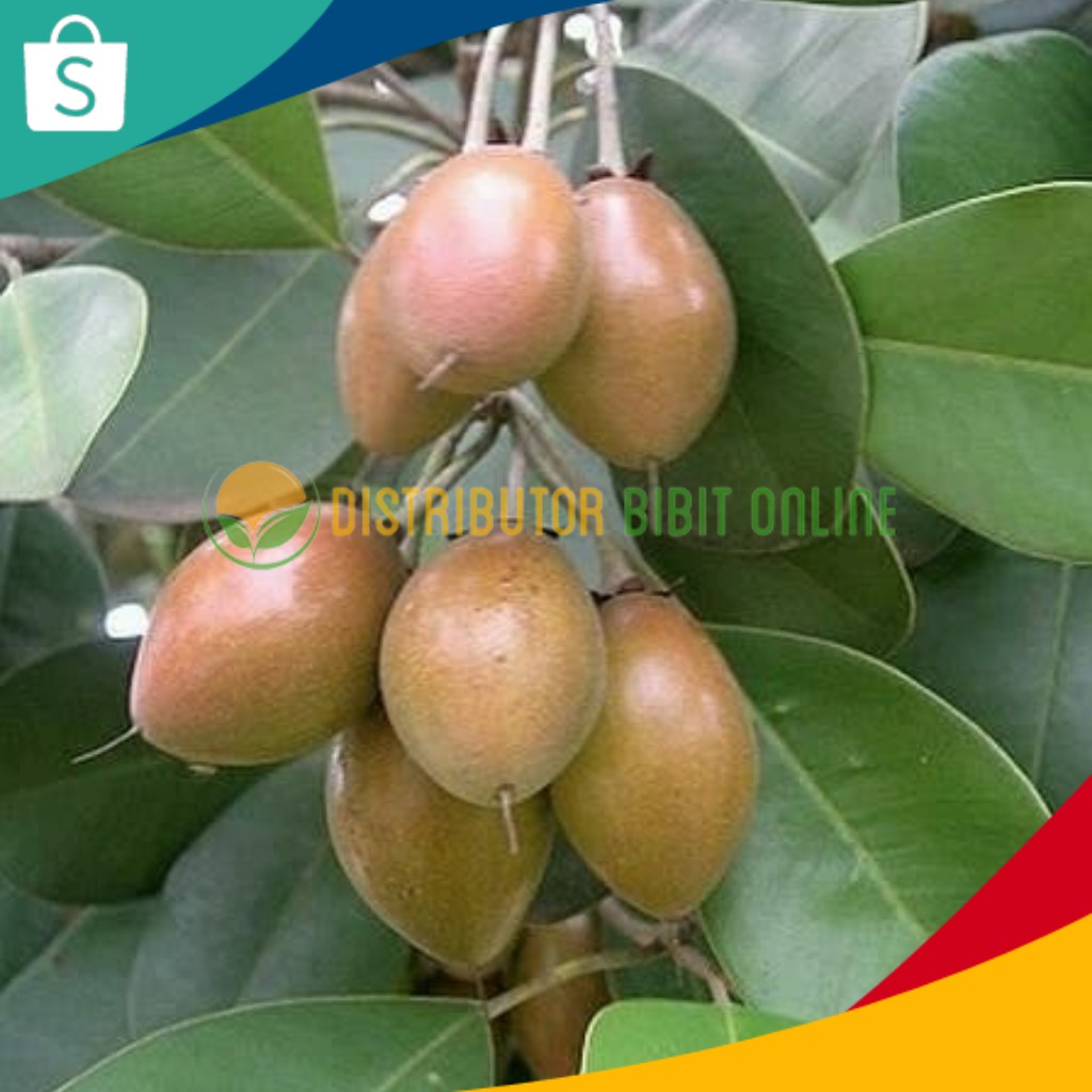 Jual Bibit Tanaman Sawo Kecik / Bibit Sawo Merah | Shopee Indonesia