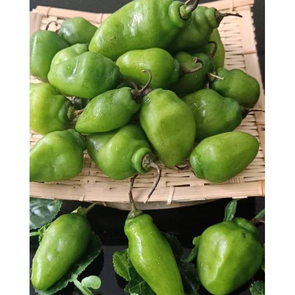 Jual TERDEPAN 10 biji - Benih Cabe GENDOT (cabe Bendot, cabe Gendol ...