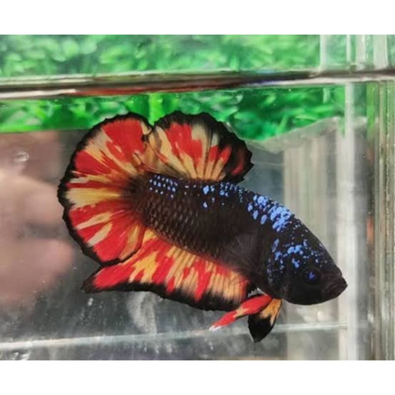 Jual avatar X NEMO COOPER produk baru naik daun | Shopee Indonesia