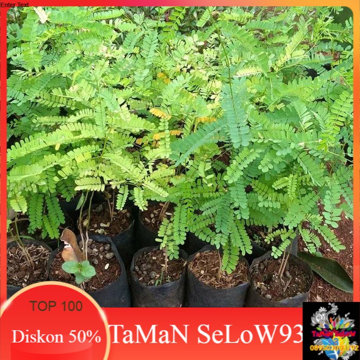 Jual Tanaman Rambat saga/ pohon Rambat saga | Shopee Indonesia