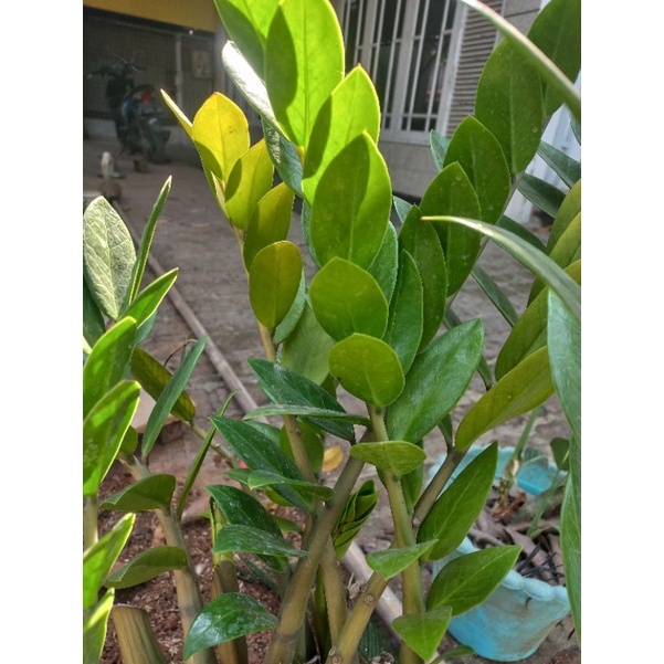 Jual zimmia | Shopee Indonesia
