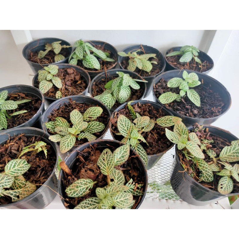 Jual fitonia daun kecil ekonomis | Shopee Indonesia