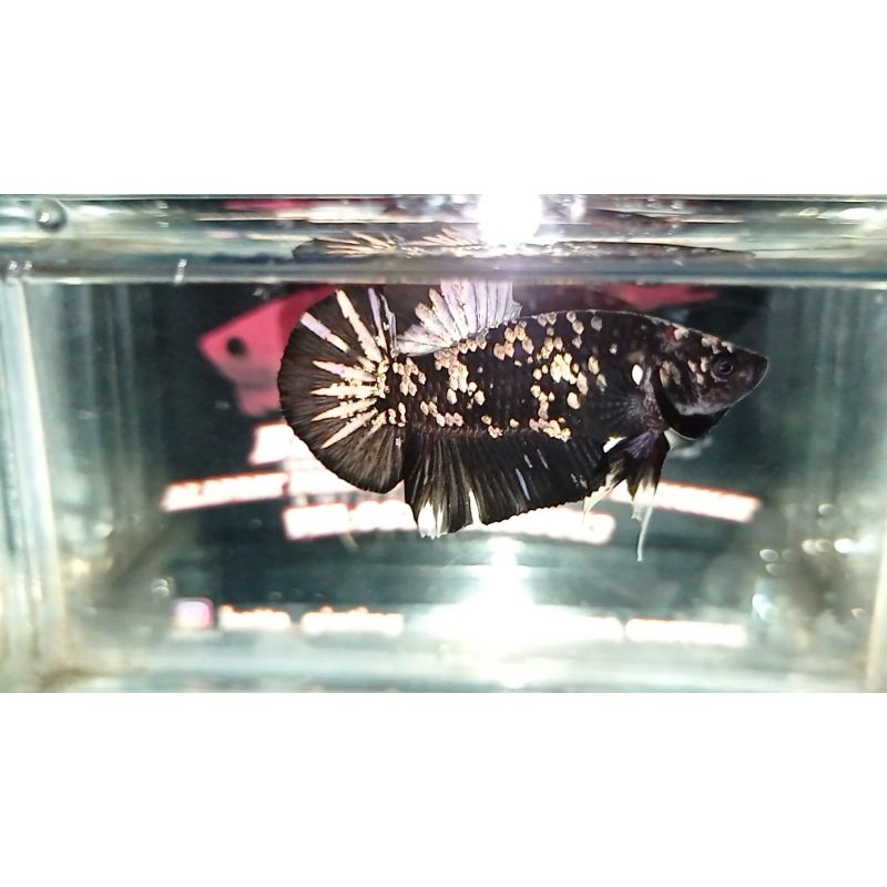 Jual ikan cupang, Avatar Cooper gold | Shopee Indonesia