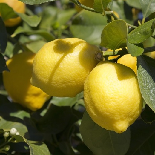 Jual Bibit lemon jumbo California | jeruk lemon | Shopee Indonesia