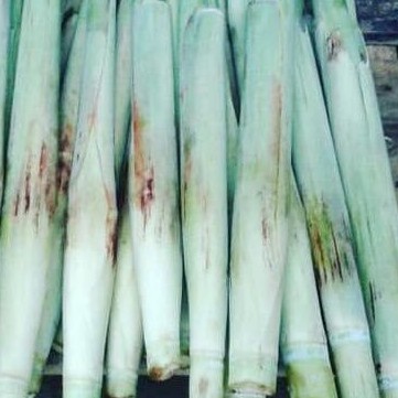 Jual NEW 500gram TURUBUK / TELOR TEBU/KEMBANG TEBU ENDOG /DELOWAKO ...