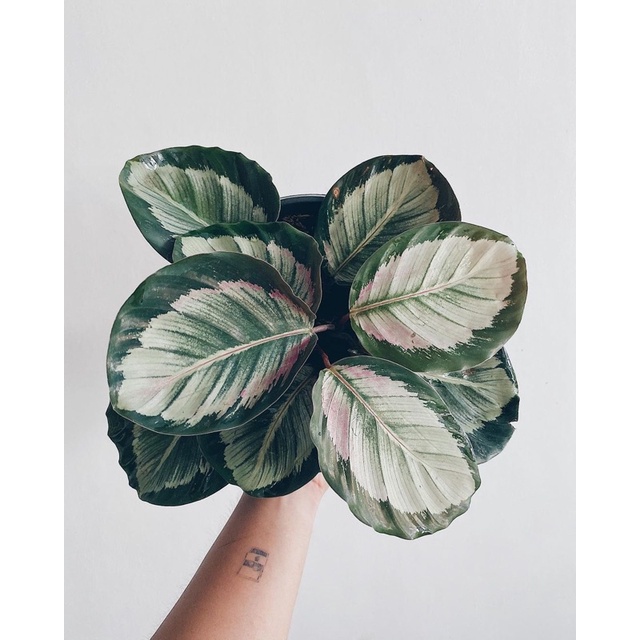 Jual Tanaman Hias Calathea - Bunga Calathea - Calathea Hidup - Tanaman ... Jual Tanaman Hias Calathea - Bunga Calathea - Calathea Hidup - Tanaman ...