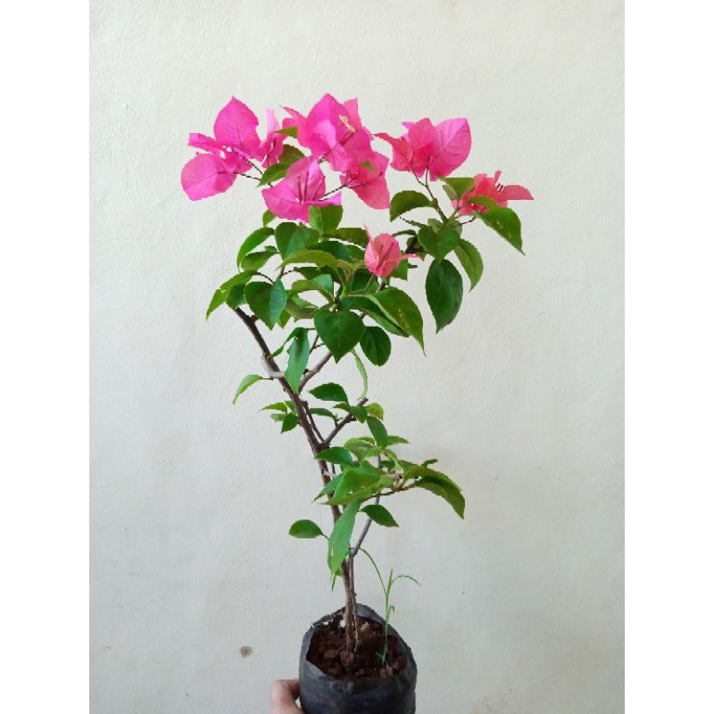Jual Tanaman Hias Bougenvil Pink Fanta Shopee Indonesia