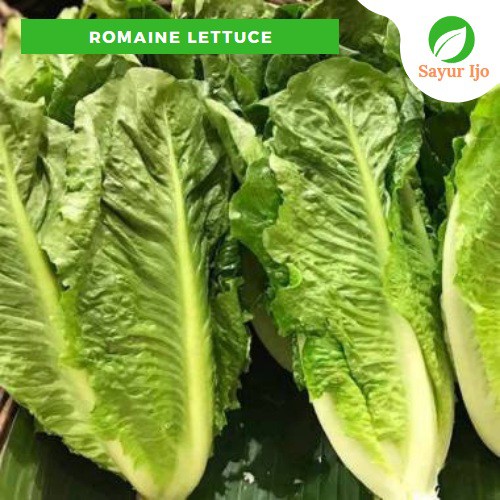 Jual Selada Romaine 450 - 500 Gram Fresh Lettuce Sayur Hijau Segar | Shopee Indonesia