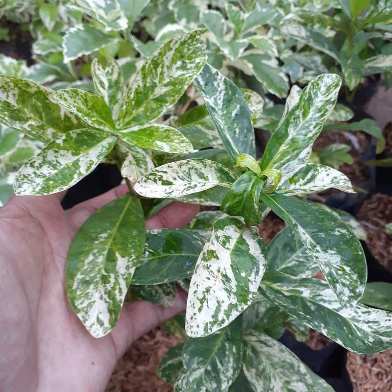 Jual {BISA COD} tanaman bunga asoka varigata tanaman asoka variegata ...