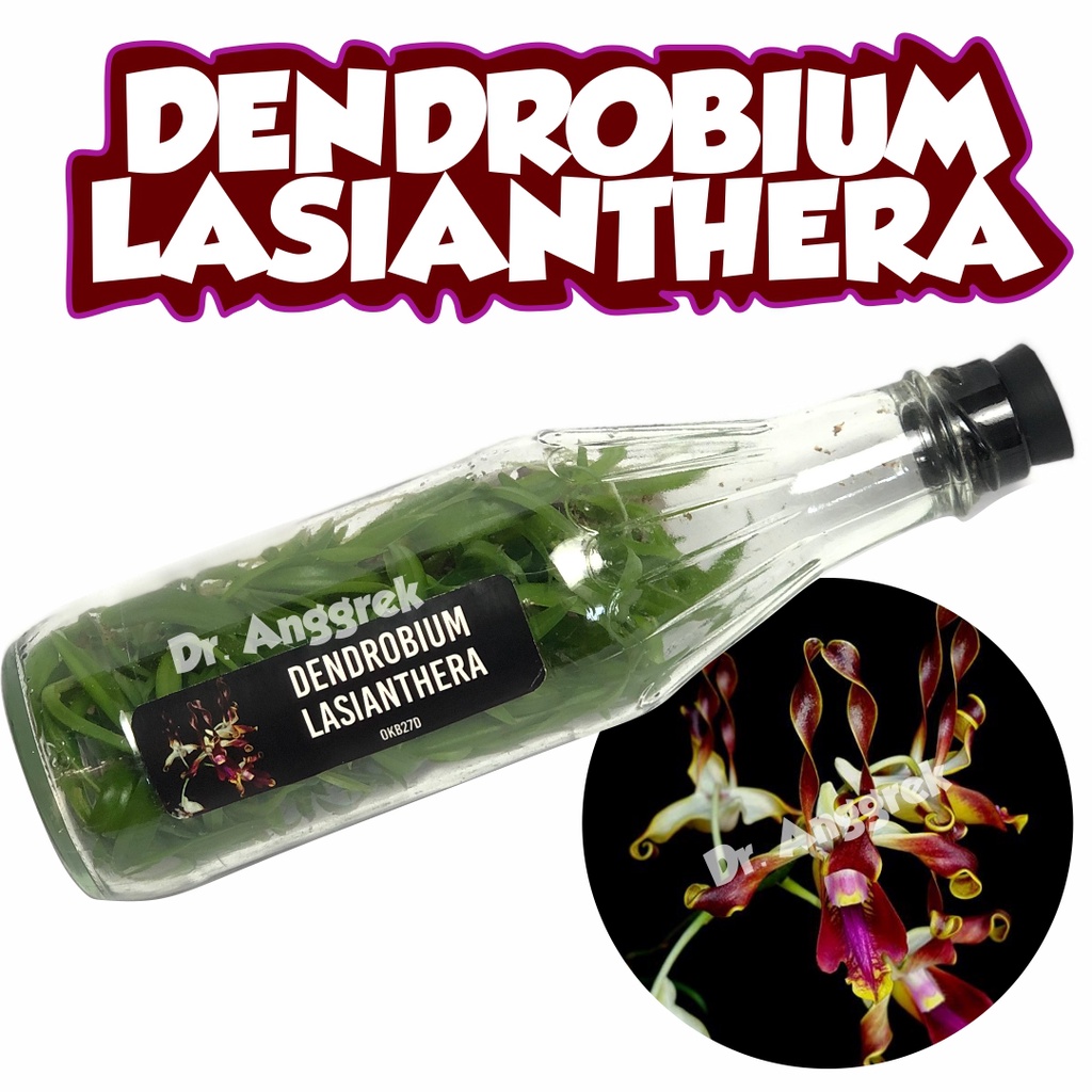 Jual Bibit Anggrek Dendrobium Dalam Botol Lasianthera | Shopee Indonesia