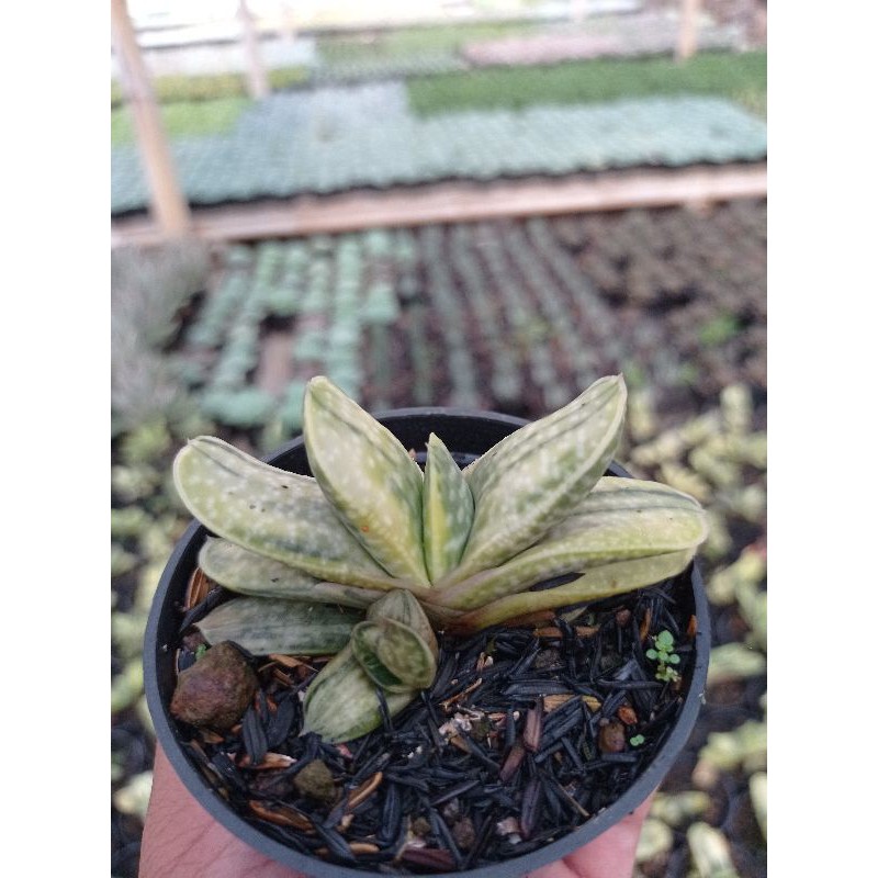 Jual gasteria brachyphylla variegata KAKTUS SUKULEN TANAMAN HIAS ...