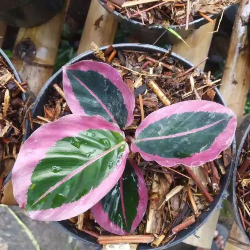 Jual BIBIT tanaman hias calathea cynthia pink–calathea cynthia pink ...