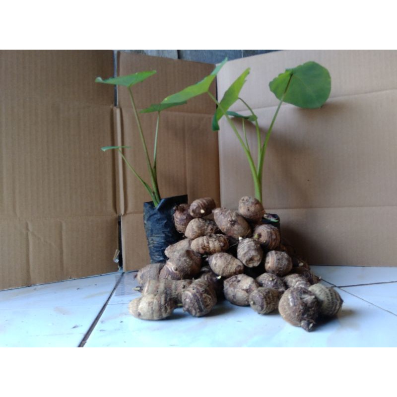 Jual Umbi satoimo / Talas Jepang / Talas langka | Shopee Indonesia