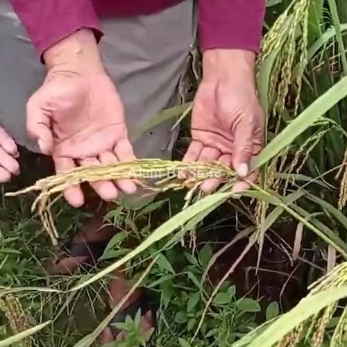 Jual BENIH PADI NGAOS MAWAR UNGGUL / BENIH GABAH NGAOS MAWAR Butiran ...