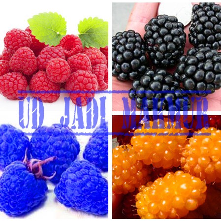 Jual 12 biji benih raspberry 4 jenis merah hitam biru kuning import ...