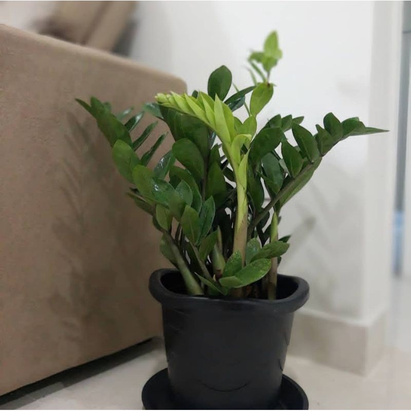 Jual zz plant tanaman dollar zamioculcas zamiifolia | Shopee Indonesia
