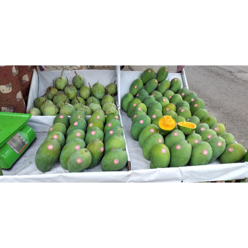 Jual mangga istana (arumanis penggarit) | Shopee Indonesia