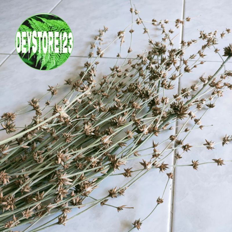 Jual bunga bambu kembang pring asli | Shopee Indonesia