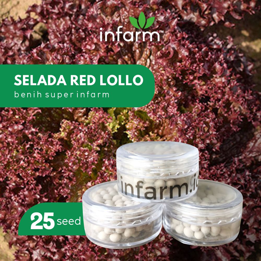 Jual INFARM - Benih Premium Rz Rijk Zwaan Concorde Selada Red Lollo ...