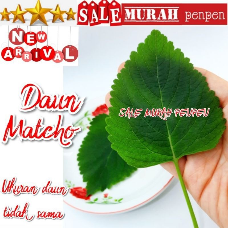 Jual Daun Matcho Promo | Shopee Indonesia