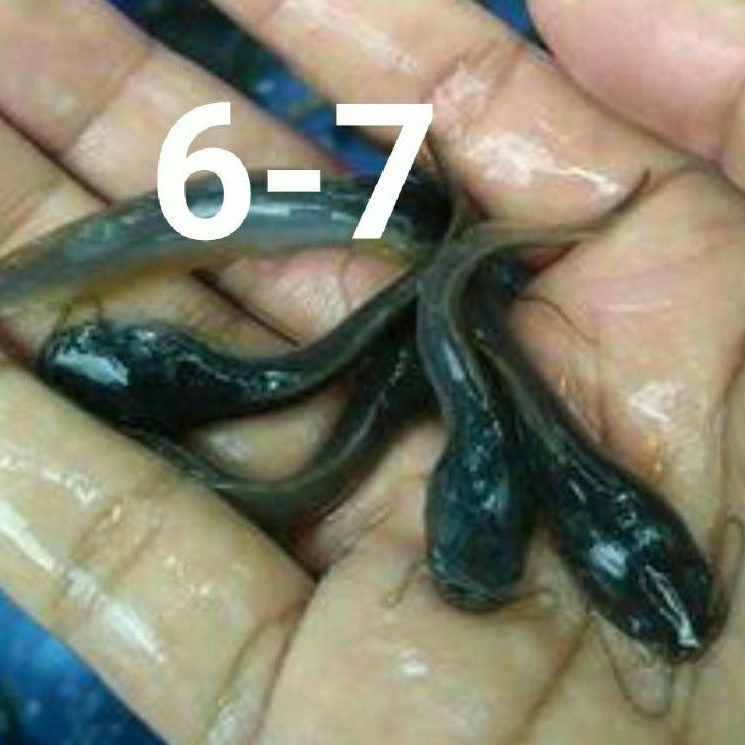 Jual Bibit Lele Mutiara Uk 6-7cm (Siap Tebar Kolam) | Shopee Indonesia