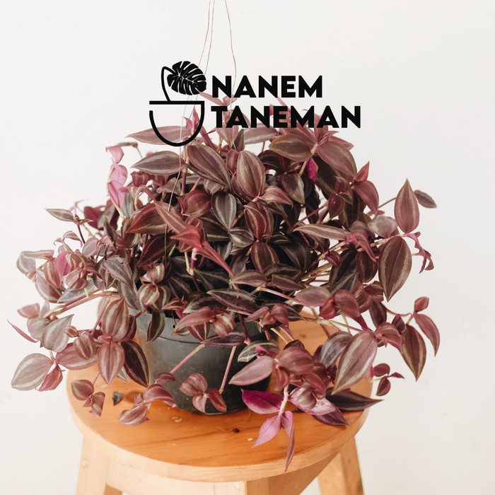 Jual Nanem Taneman - Saberna Purple - Tanaman Gantung | Shopee Indonesia