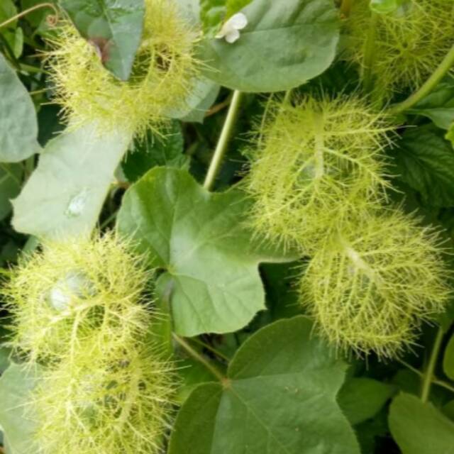 Jual Daun Rambusa cermot markisa mini hutan.1Kg | Shopee Indonesia