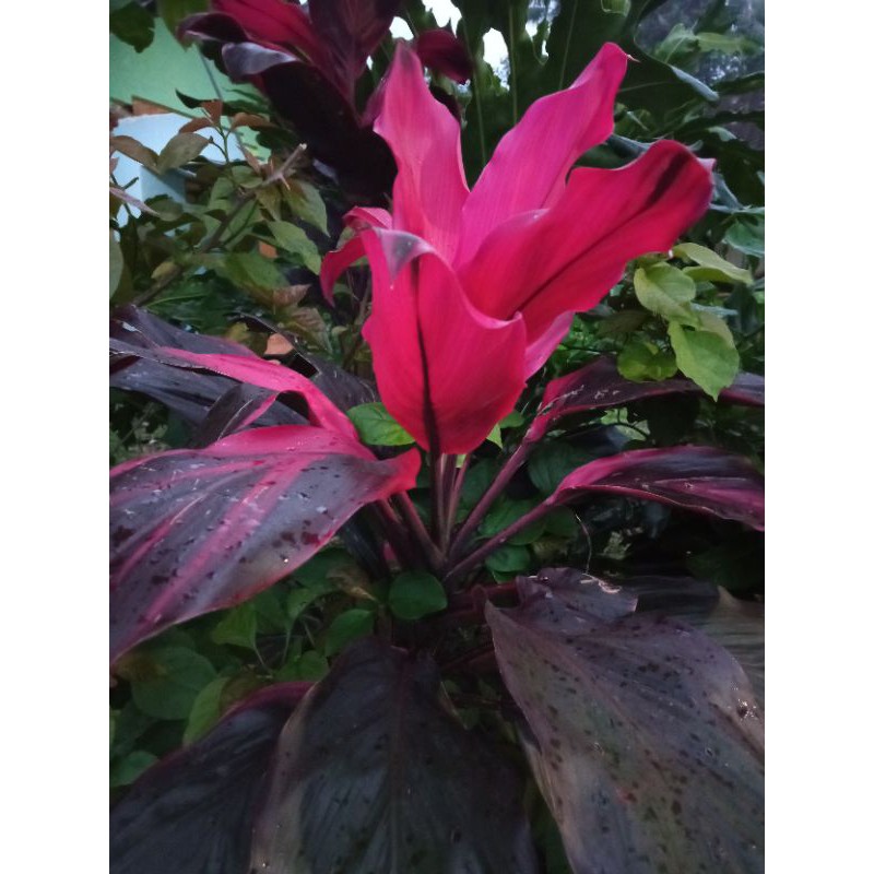 Jual Tanaman hias hanjuang merah andong merah | Shopee Indonesia