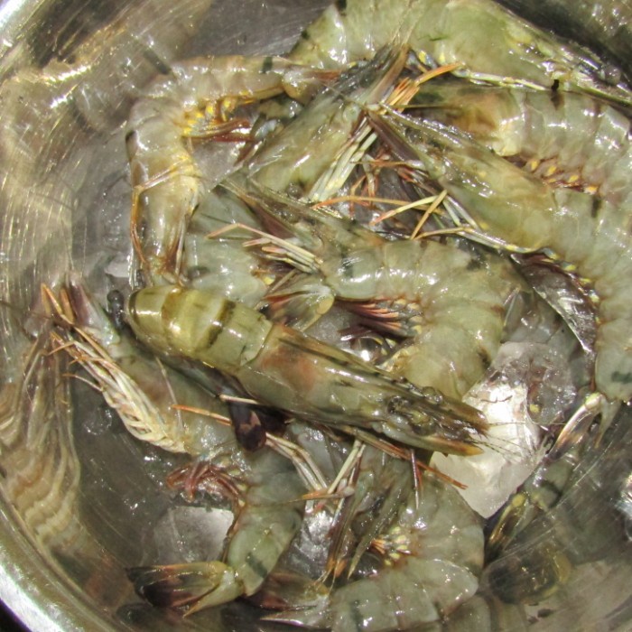Jual udang windu / tiger fresh segar size 30-40ekor/kg - 10-15 ekor ...