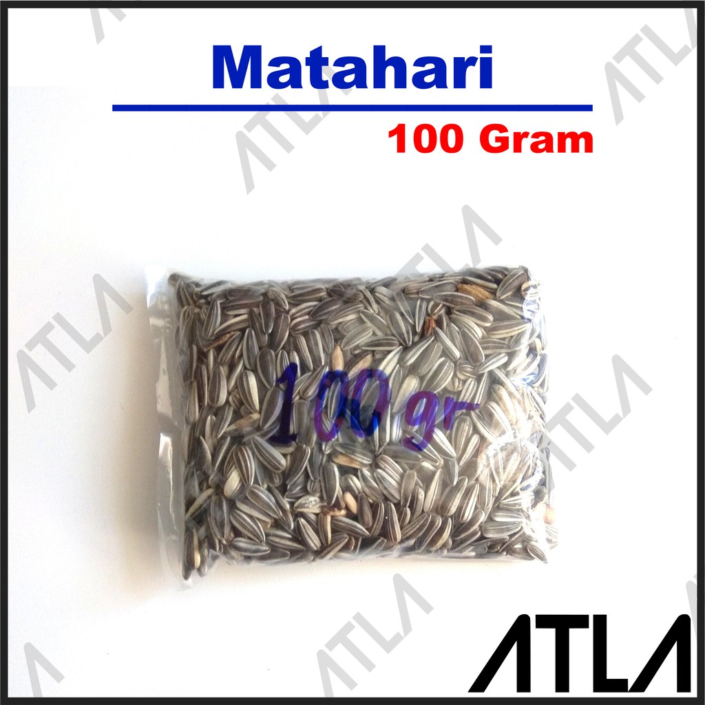 Jual Benih Bunga Matahari 100 gr Biji Bibit Tanaman Kebun Sunflower ...