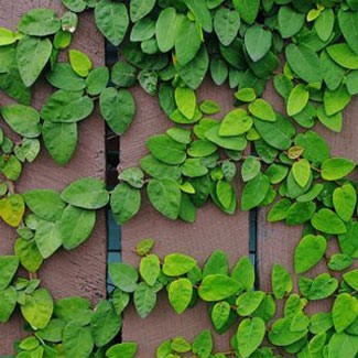 Jual Tanaman hias Daun Dolar Kecil I Ficus pumila L | Shopee Indonesia