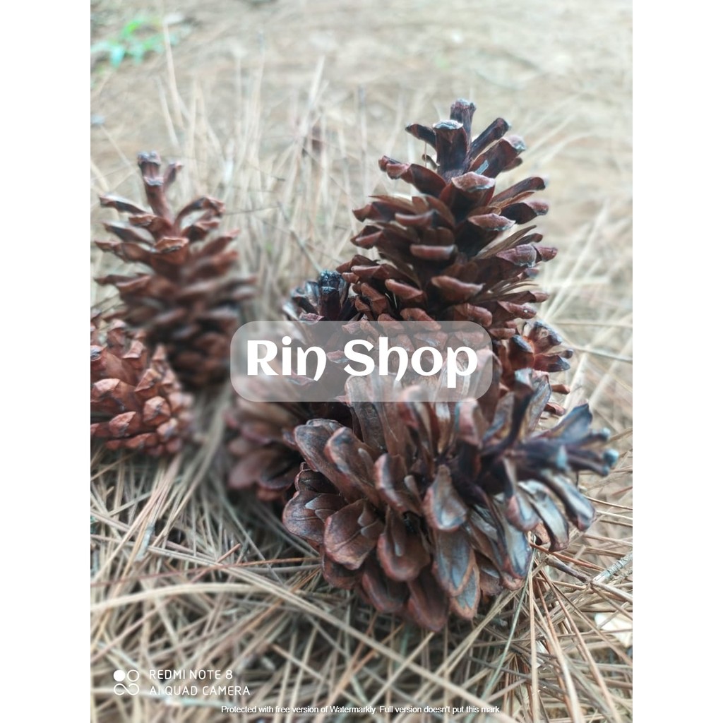 Jual Bunga pinus (isi 10) | Shopee Indonesia