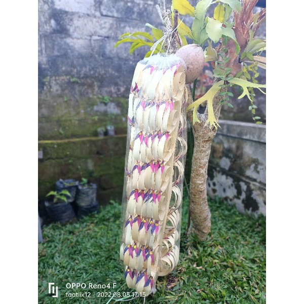 Jual bakang bakang penjor | Shopee Indonesia