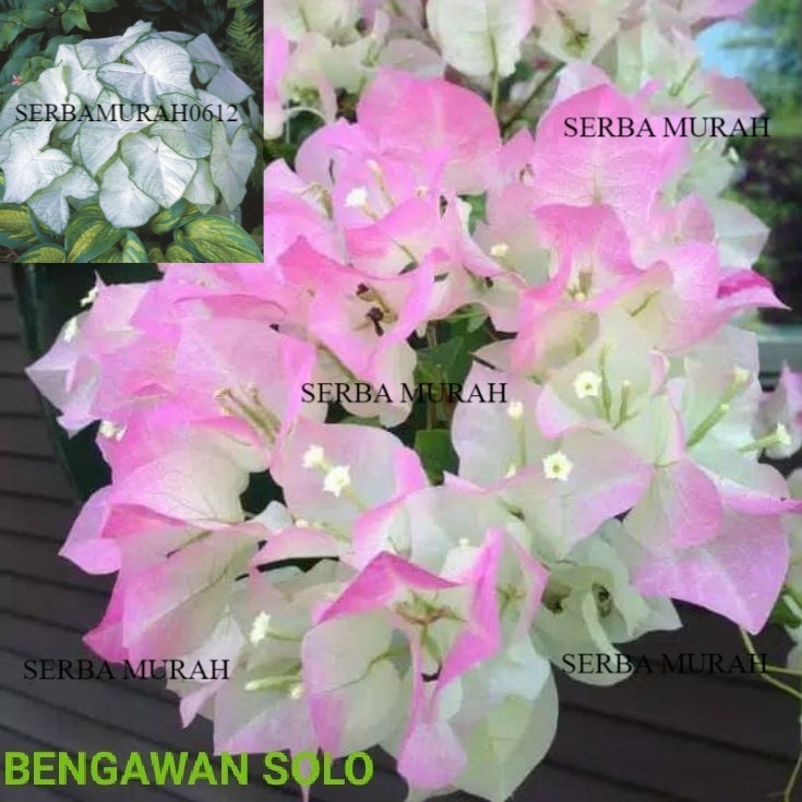 Jual Tanaman BOUGENVILLE - BUGENVILE - POHON BOUGENVILLE BENGAWAN SOLO ...