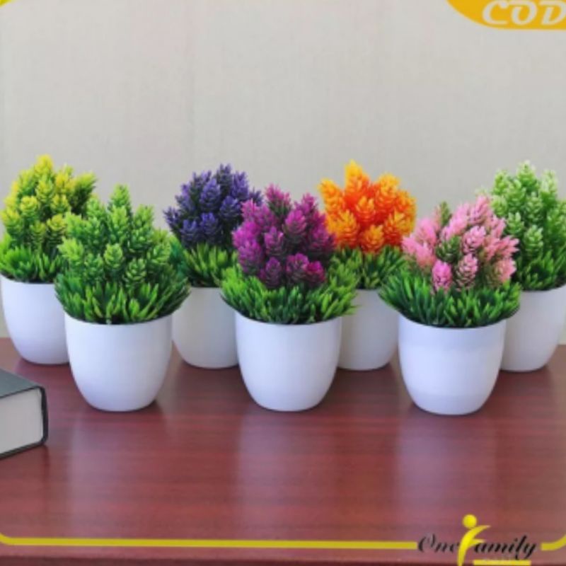 Jual Tanaman Dekorasi Bunga Bonsai Piramid Bunga Import Bunga Hias ...