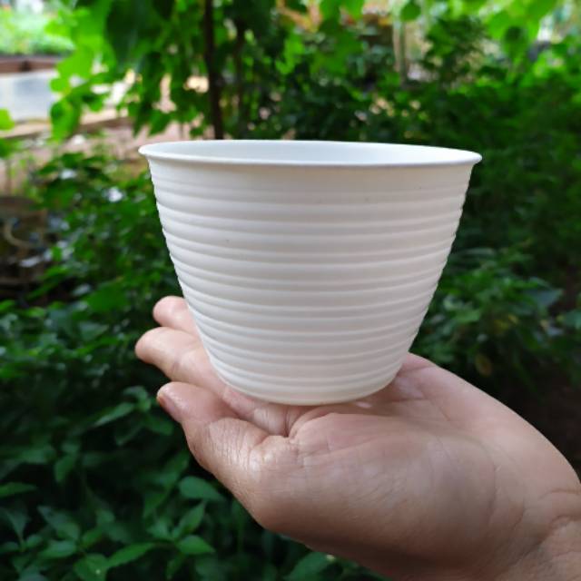 Jual Pot Tawon Putih Ukuran 10 cm Pot Bunga Tawon | Shopee Indonesia
