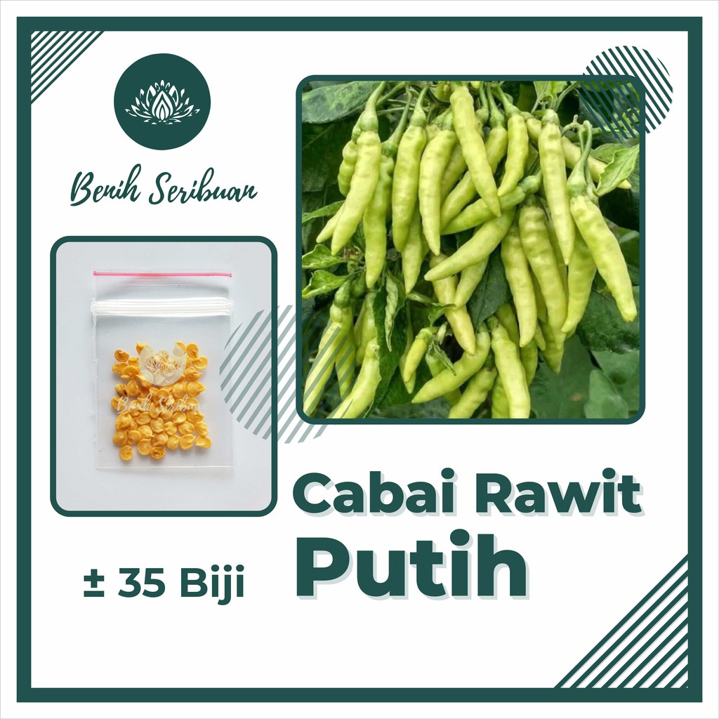 Jual 35 Biji Benih Cabe Rawit Putih Merunduk Bibit Cabai Unggul Tanaman ...
