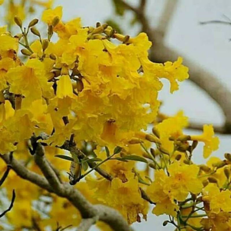 Jual Bibit tanaman pohon tabebuya bunga kuning - sakura indonesia ready ...