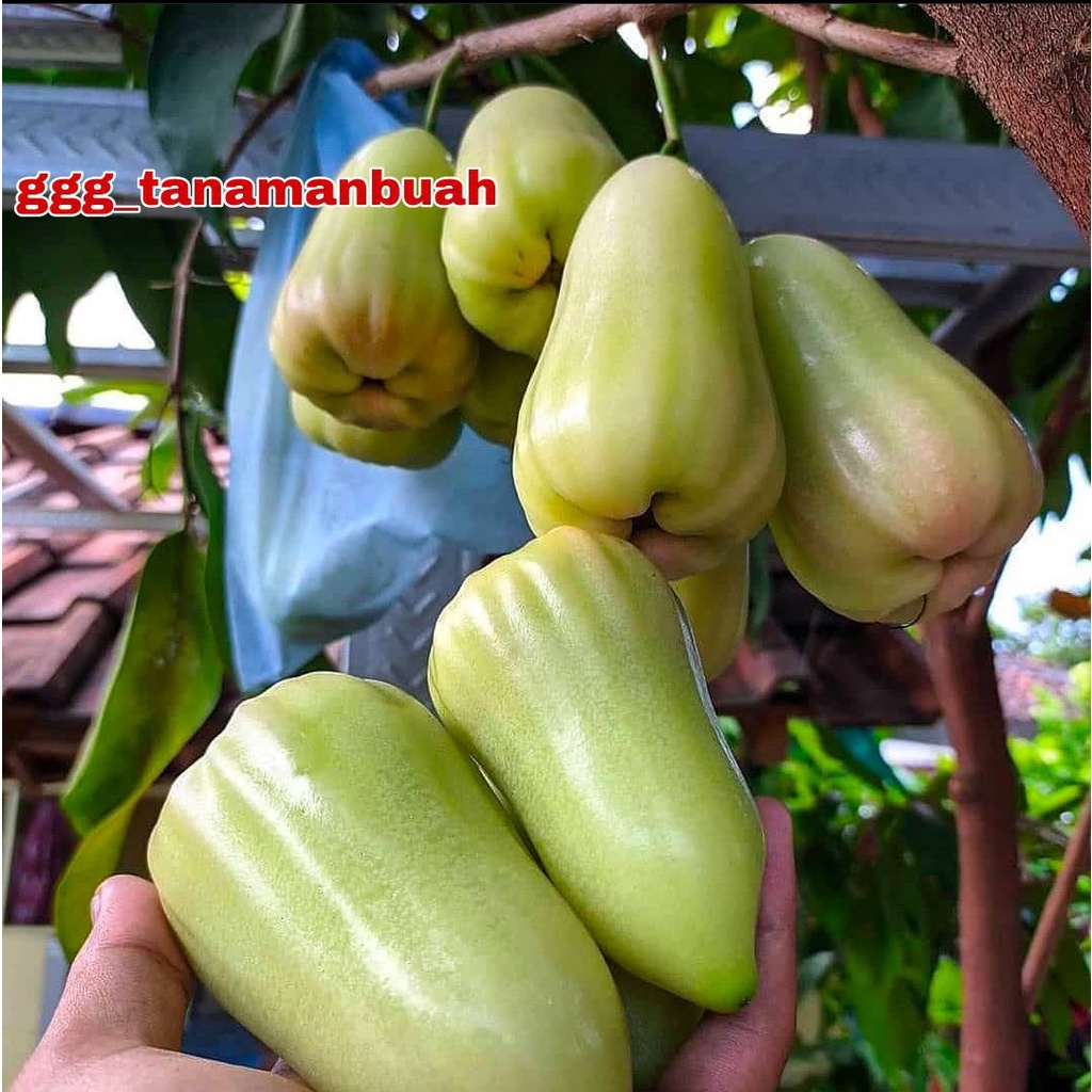 Jual Bbit Jambu Air Taiwan Super Green (TSG) | Shopee Indonesia