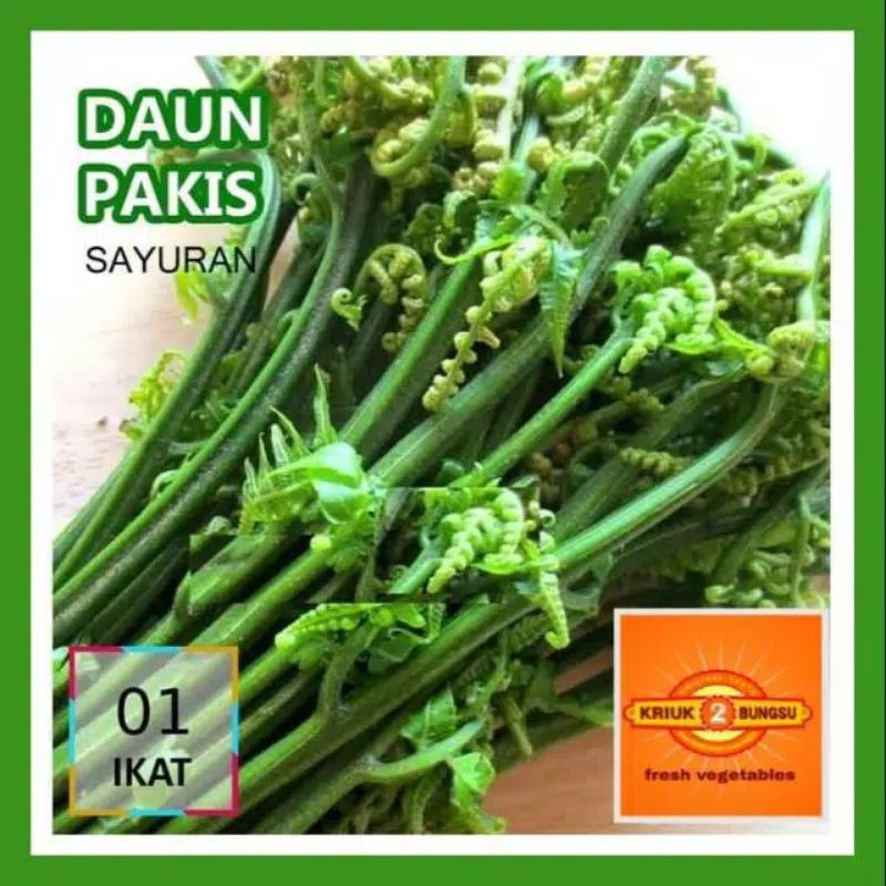 Jual daun muda pakis sayur per iket | Shopee Indonesia