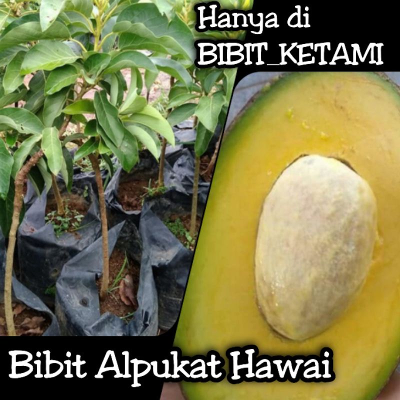 Jual Bibit Alpukat Hawai - Kategori Standart (ORIGINAL) | Shopee Indonesia