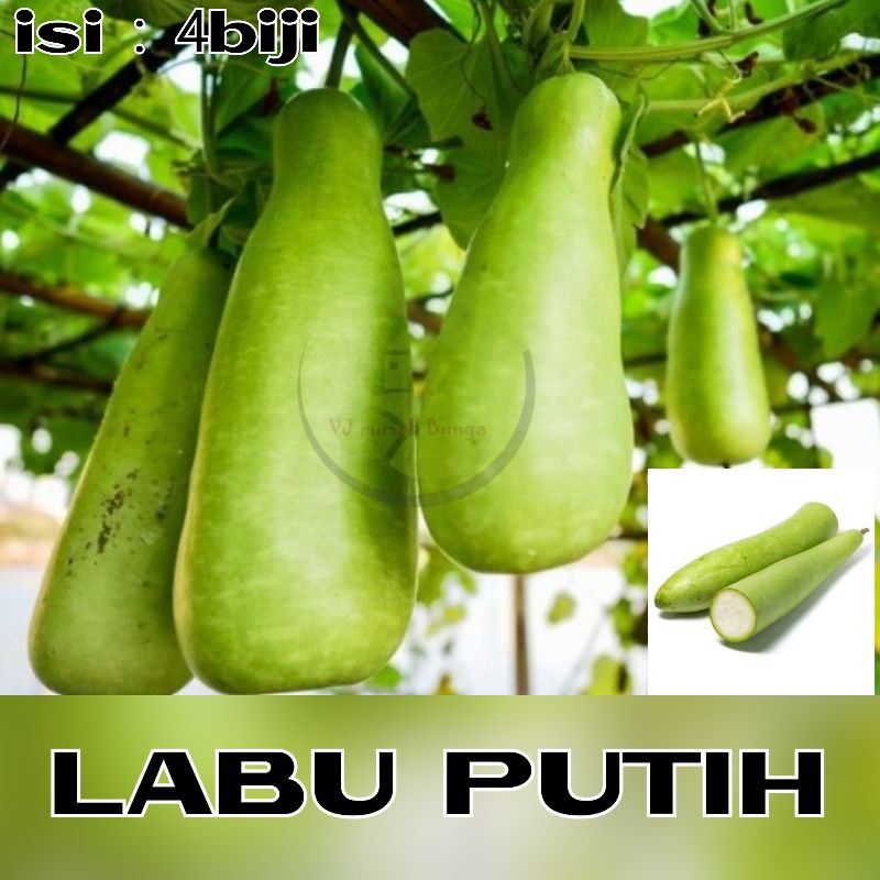 Jual Benih Sayuran Merambat Benih Bibit Labu Gambas Oyong Kacang Kapri ...