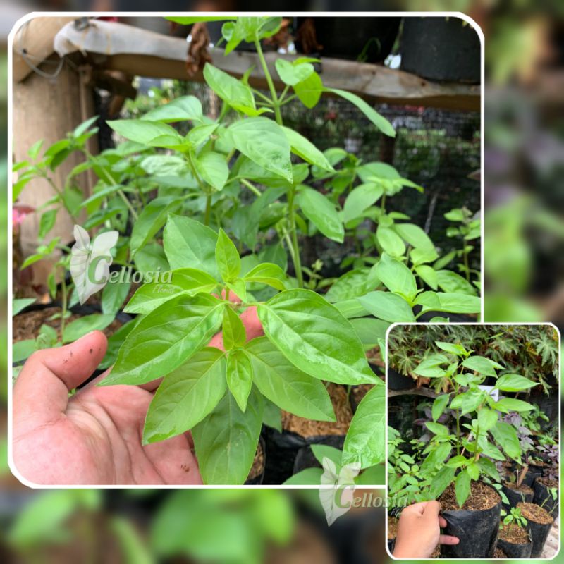 Jual Tanaman Herbal Rempah Thailand Basil / Thai Basil | Shopee Indonesia