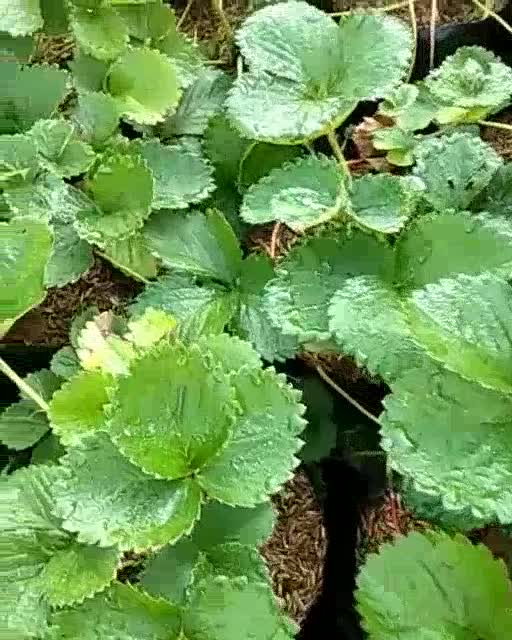 Jual Tanaman Bibit Buah STRAWBERRY SUDAH BERBUAH ( Merlan, Mencer ...