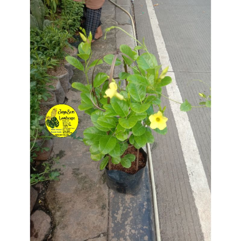 Jual TANAMAN HIAS BUNGA ALAMANDA KUNING/TANAMAN RAMBAT ALAMANDA KUNING ...