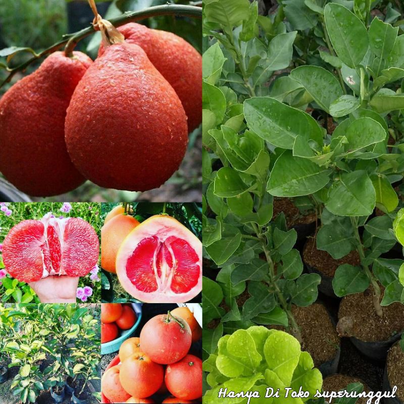 Jual Bibit Tanaman Jeruk asli red pamelo | Shopee Indonesia