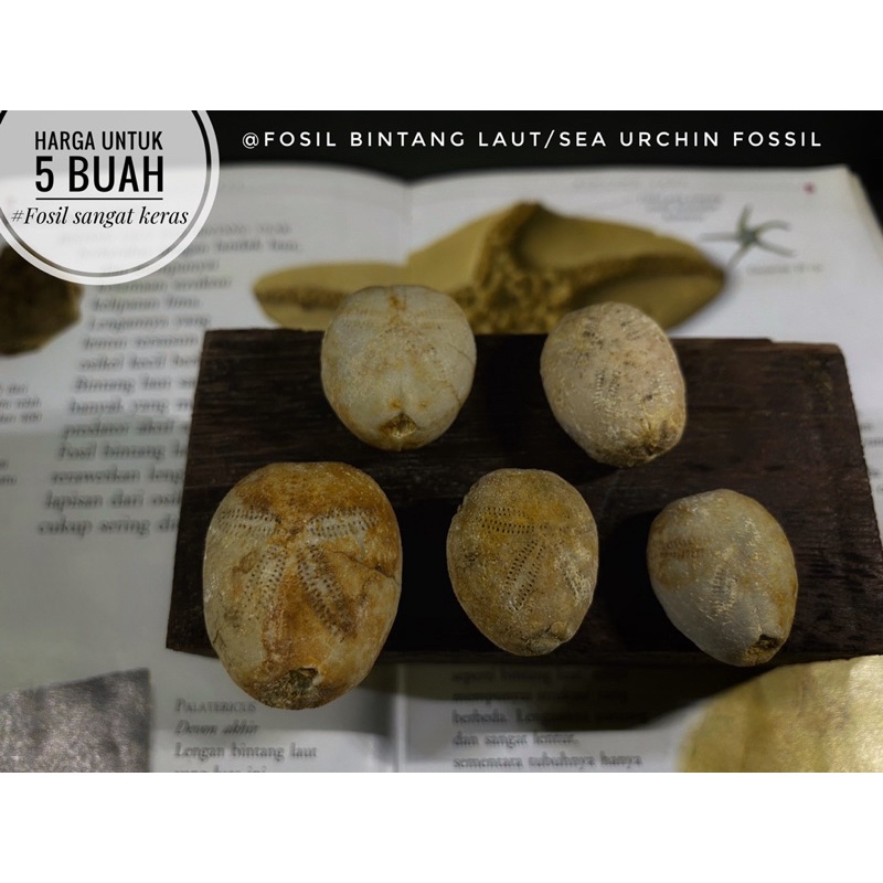 Jual Fosil Bintang Laut B17 atau Fosil Landak Laut atau Fosil Sea ...