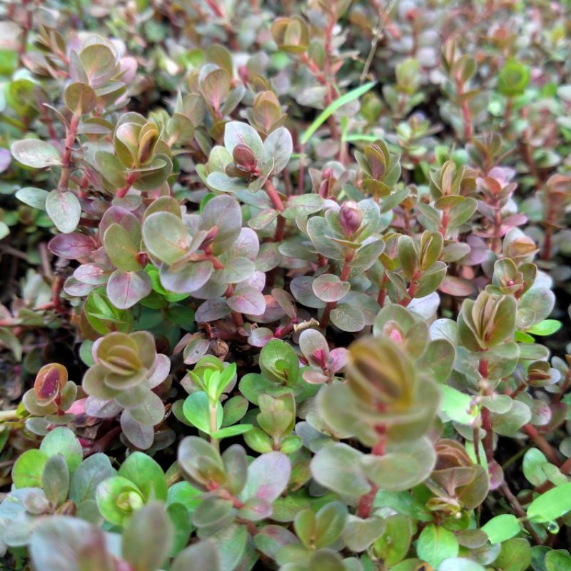 Jual rotala blood red emersed paket 50 btg | Shopee Indonesia